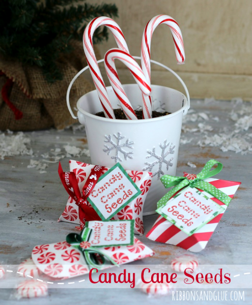Candy Cane Seeds